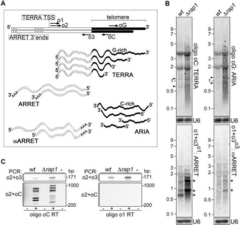 A Schematic Representation Of S Pombe Chromosome Ends And Telomeric