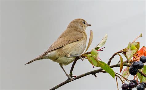 Warblers In The Uk Binocular Base