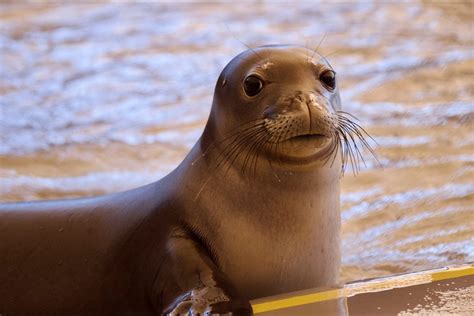 Mānoa Hawaiian Monk Seals Are Far More ‘talkative Than Previously Known Maui Now