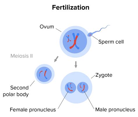 Fertilization Tutorial Sophia Learning