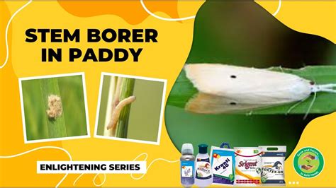 Stem Borer In Paddy Symptoms And Its Solution With