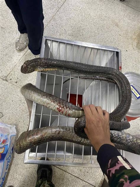 เปิดใจสาวใหญ่ฮึดสู้ ถูกงูจงอางใหญ่หนักกว่า 47 กิโลฉกแผลเหวอะ