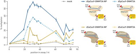 Nuclear Localization Signal Nls Is Critical For Activity Of An