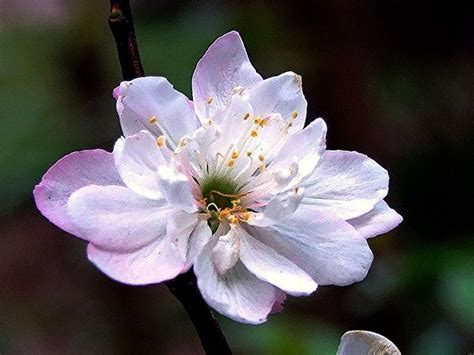 Rosaceae 薔薇科 Prunum Japonica Cv Sinensis 梅花 重瓣郁李 Botanical