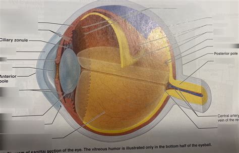 Scleral Venous Sinus
