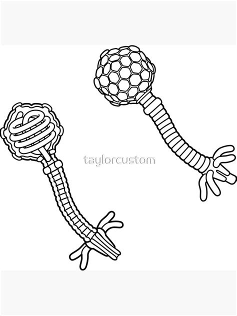 Lambda Bacteriophage Line Drawing Art Print For Sale By Taylorcustom