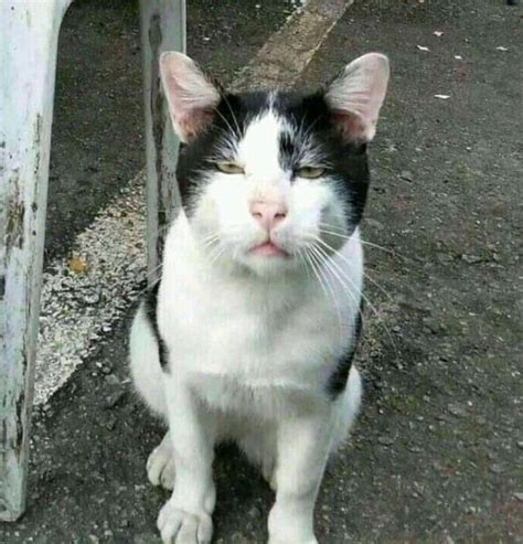 Silly Cat Taking A Nap