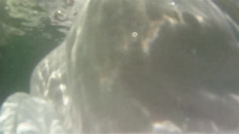 Yacht Party Sex Orgie Am Balaton 2 Streaming Video On Demand Adult