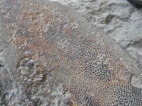 Unknown Specimen In Devonian Shell Bed Fossil Id The Fossil Forum