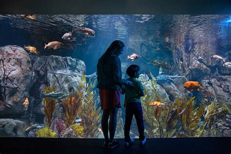 Celebrating 25 Years Ways To Give Aquarium Of The Pacific