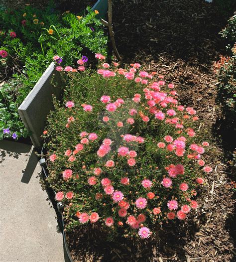 Coral Explosion By Tpallier On Deviantart