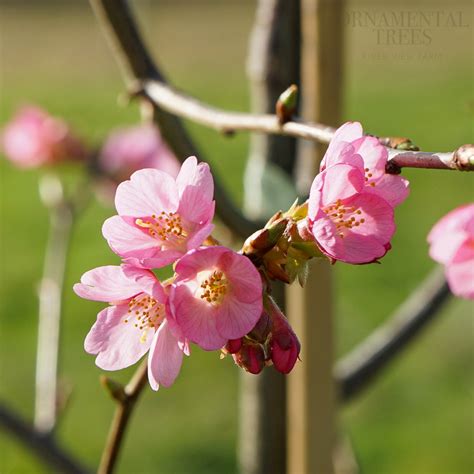 Flowering Cherry Blossom Trees Prunus Ornamental Trees