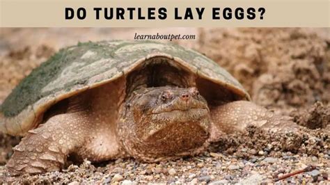 Do Turtles Lay Eggs 15 Interesting Facts 2023