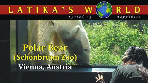 Polar Bear Schonbrunn Zoo Vienna Austria Latikas World Youtube