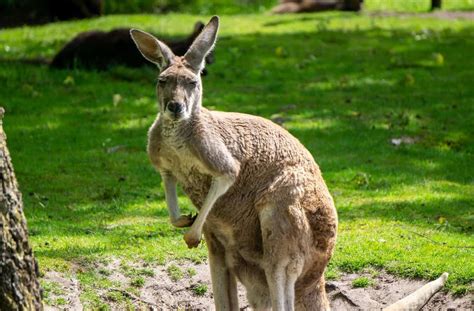 Do Kangaroos Use Their Arms At Timothy Votaw Blog