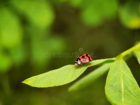 Zigzag Ladybird Also Known As Cheilomenes Sexmaculata Perched On A