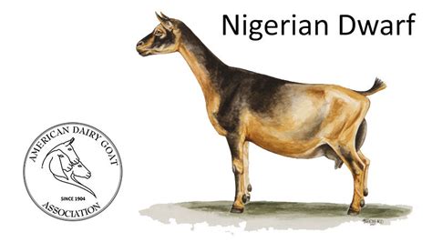 Adga Nigerian Dwarf Breed Standard