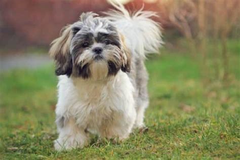 Shih Tzu Breed Judging – Showsight Magazine