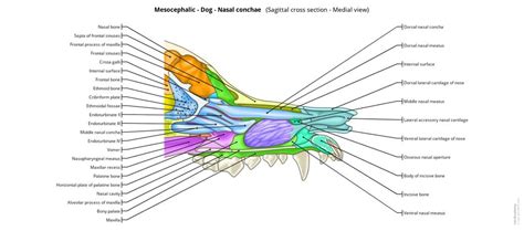 Anatomy Of The Nasal Cavity 72 Labeled Illustrations With Definitions