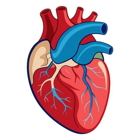 Human Heart Anatomy Clipart Vector Art And Illustration Premium Ai