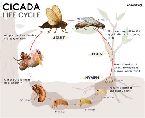 Cicadas Types Anatomy Habitat Diet Life Cycle And Lifespan