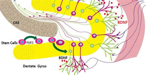 Neural Circuits And Cellular Signaling Pathways That Mediate Adaptive