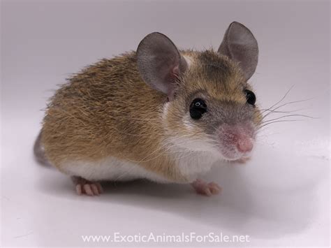 Egyptian Spiny Mice For Sale