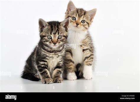 Chats Assis Ensemble Banque De Photographies Et Dimages à Haute