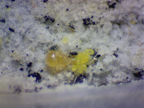 Leroy Lopez On Linkedin The Ability Of Cucumeris Mite To Feed And