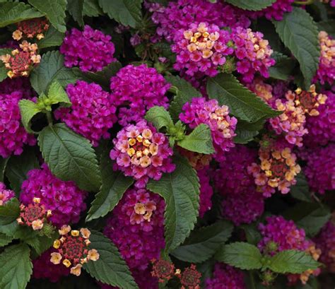 West Indian Lantana Lantana Camara Flowers Perennials Lantana