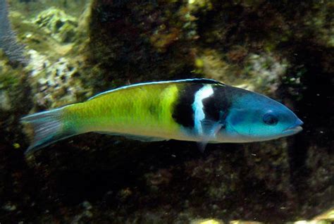 Researchers Use Rna Seq To Explore The Molecular Basis Of Sexual