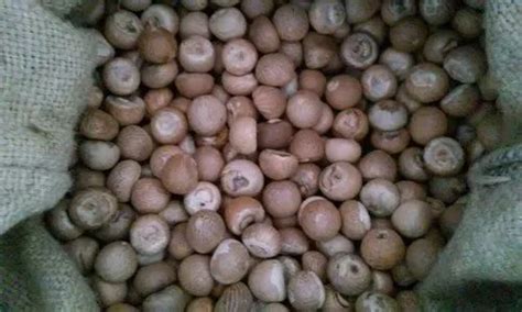 Areca Nut At ₹ 450kg Areca Nut In Kumbakonam Id 20666210012