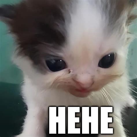 99 ảnh Hehe Meme Nổi Tiếng Với Biểu Cảm Cười Gian Cực Bựa