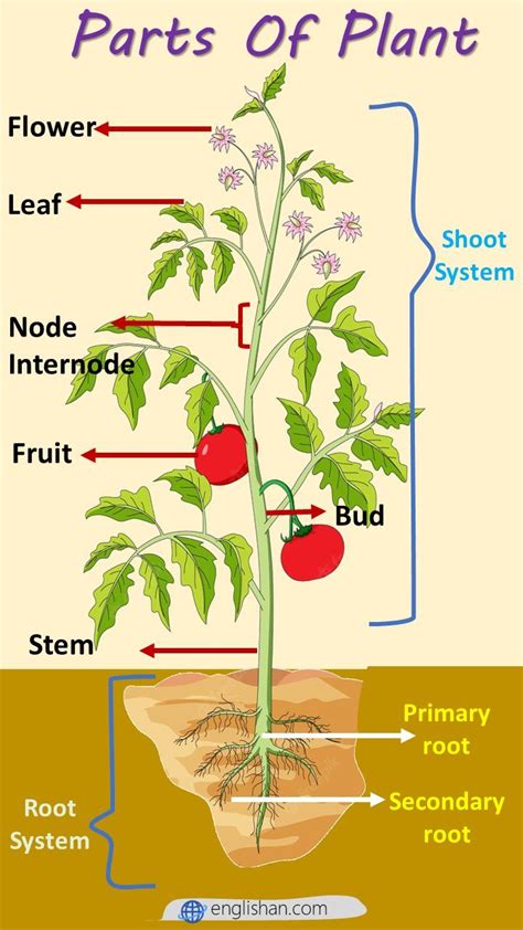 Parts Of A Plant Diagram Reproductive Plant Parts Osu Extension