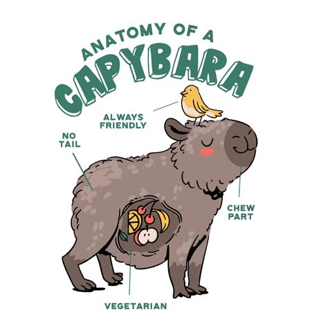 Capybara Anatomy Cute Editable T Shirt Template Custom Tshirt Design
