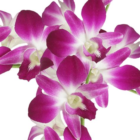 Natural Sonia Dendrobium Orchids Online Delivery