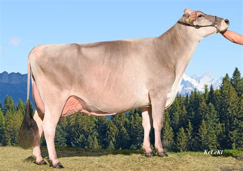 54bs631 Cam New Generation Genetics