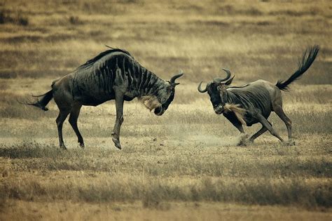 Stilingas Gyvenimas Savanos Gyvunija