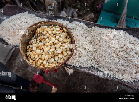 Corn Kernels And Ground Corn In A Mexican Home Ejido Hidalgo San Luis