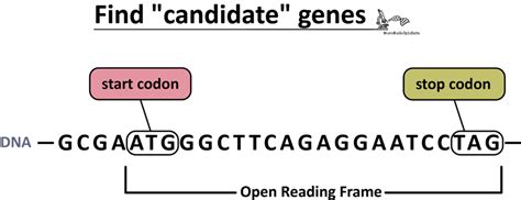 Find “candidate” Genes Using Python By Microbioscopicdata By
