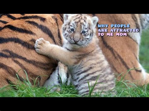 Cute Tiger Cub Meme Funny Tiger Cub Vinyl Sticker Wildlife Water
