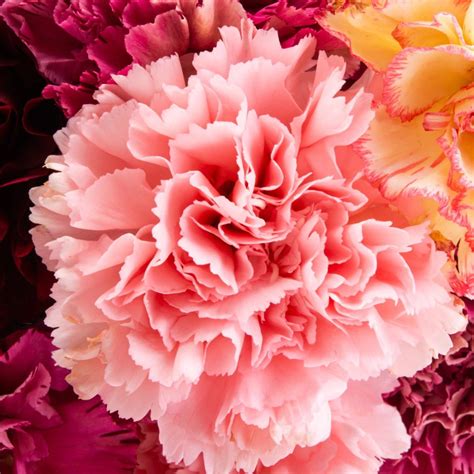 Standard Carnation At Corrina Davis Blog