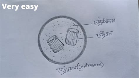 How To Draw Centrosome Simple And Easy Draw Centrosome Youtube