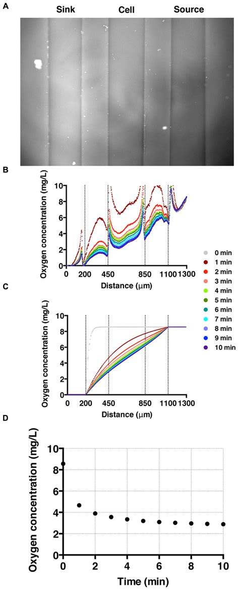 Oxygen Gradient Generation And Calibration A A Fluorescent Image Of Download Scientific
