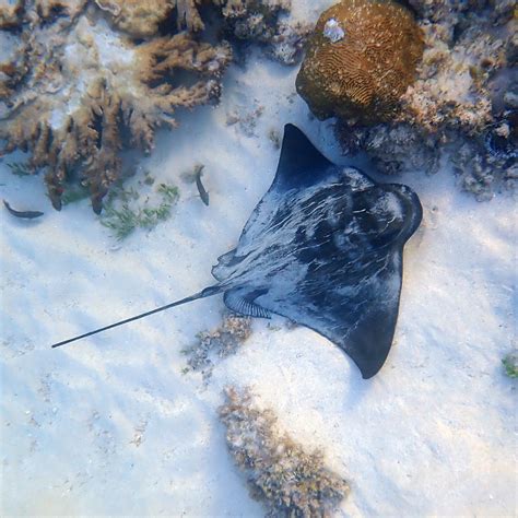 Myliobatis Australis