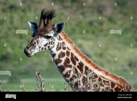 Close Up Of A Masai Giraffe Giraffa Camelopardalis Tippelskirchi Also