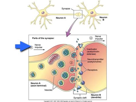 Synaptic Terminal Neuron