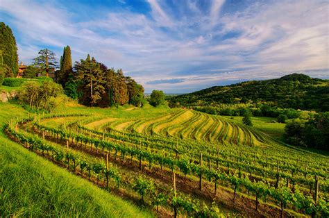 🔥 [50 ] Vineyard And Wine Wallpapers Wallpapersafari