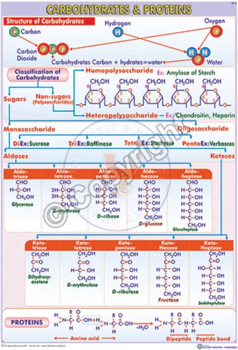 Victory Graphik Bc 6 Carbohydrates Structure And Classification