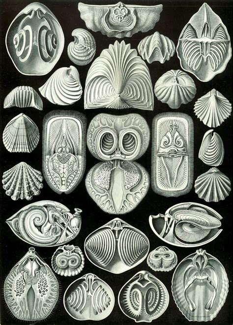 Brachiopod Morphology For Sedimentologists Geological Digressions